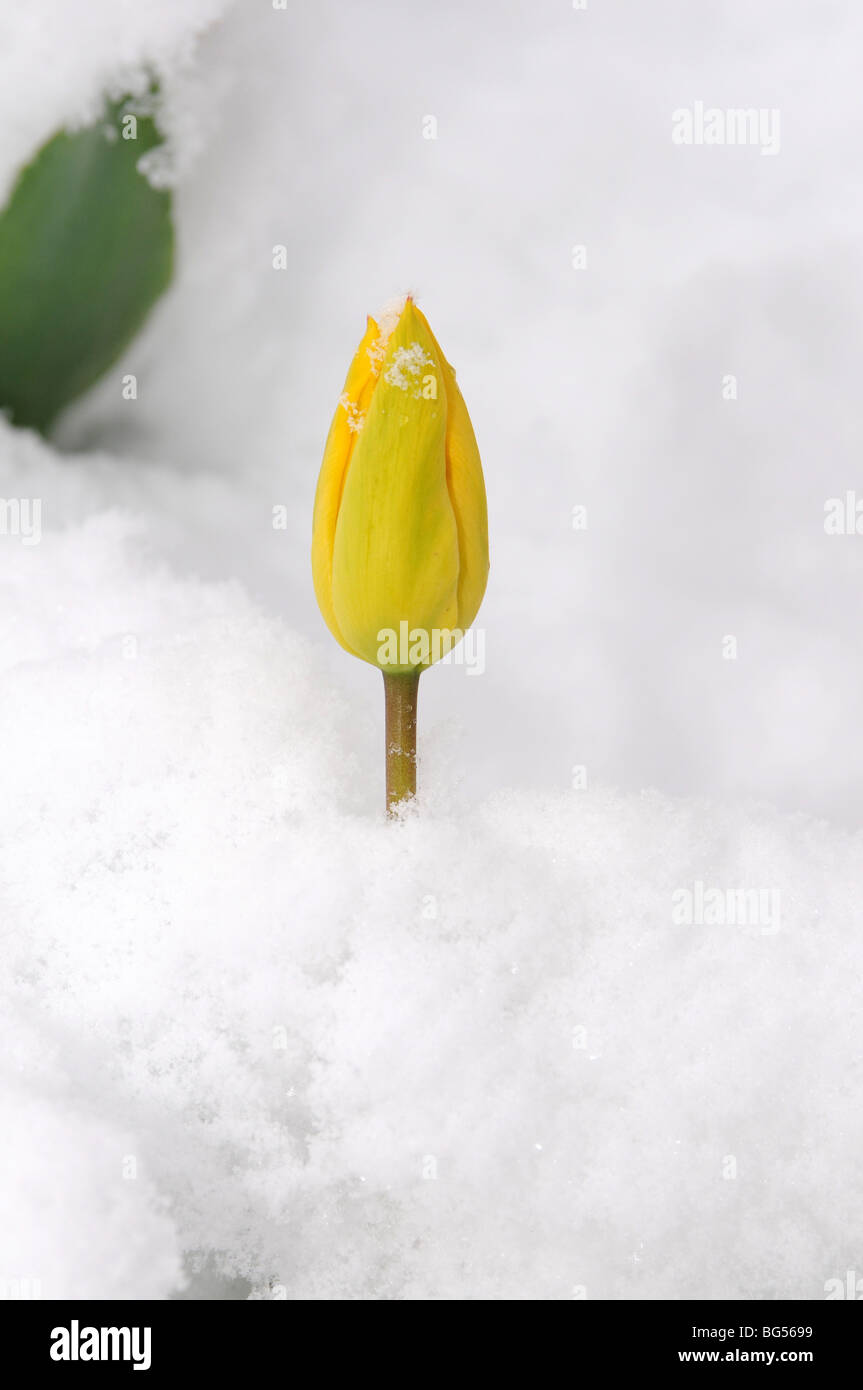 Snow covered yellow flower hi-res stock photography and images - Alamy