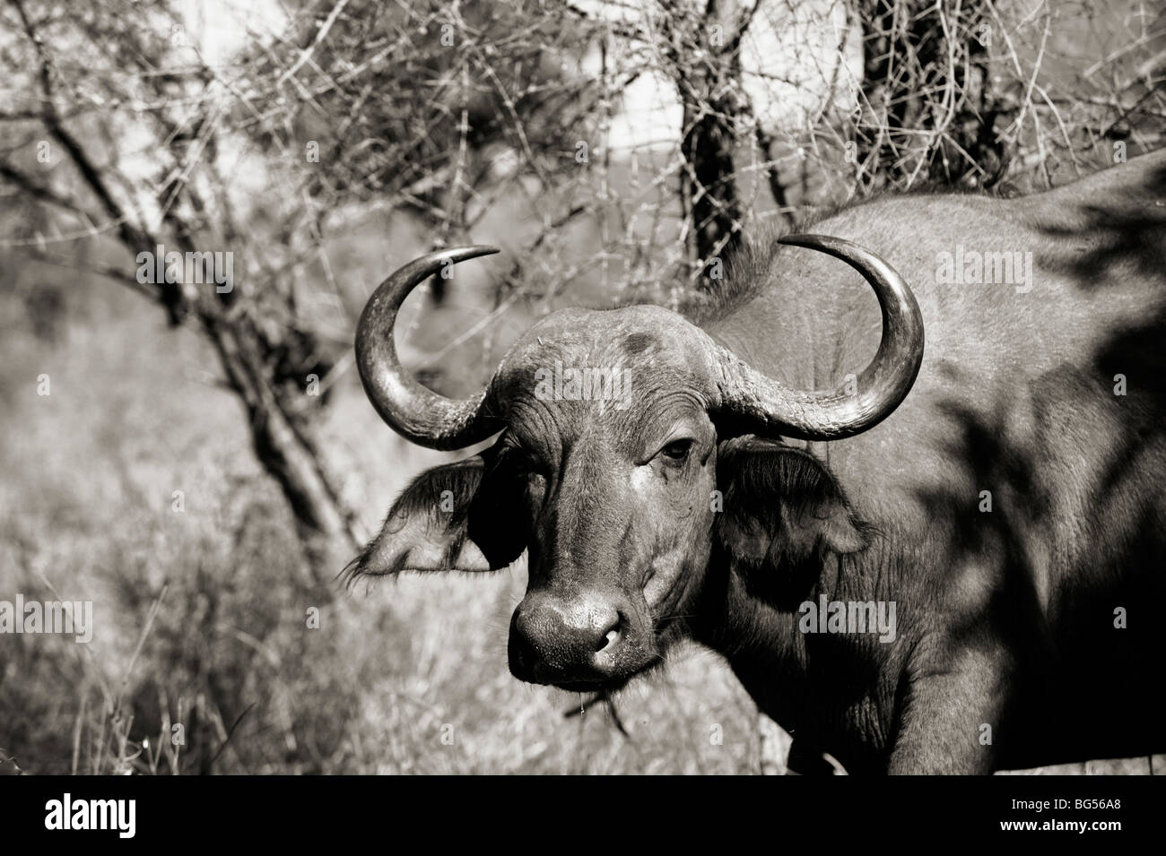 Cape Buffalo. Punda Maria, Kruger National Park. South Africa. Wild ...
