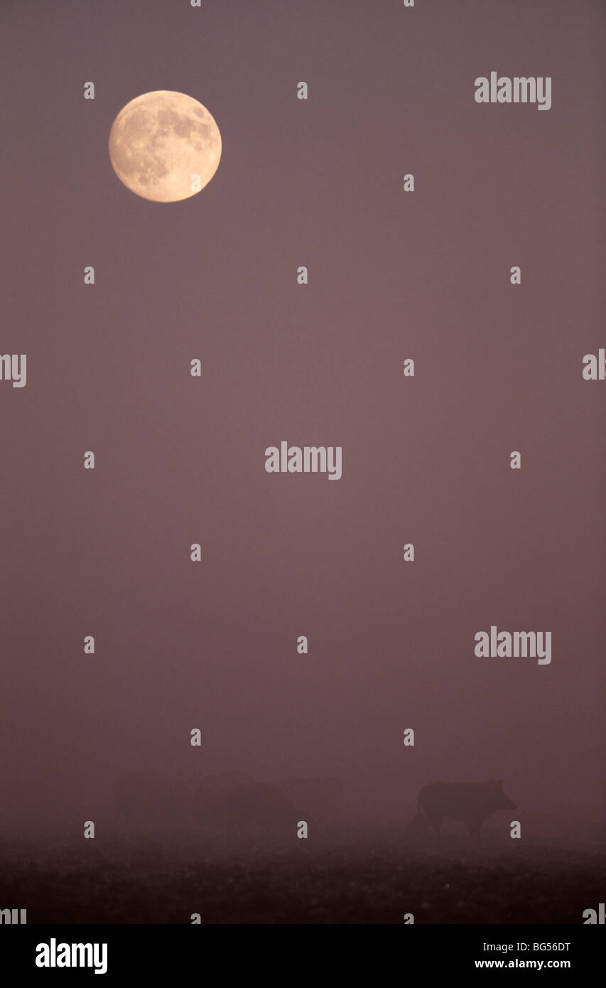 wild boars and full moon, m, sus scrofa Stock Photo - Alamy