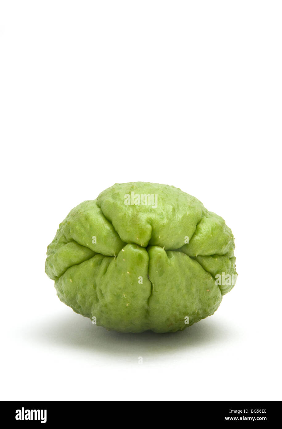 Close-up studio picture of the tropical fruit of chayote. Brazil Stock ...