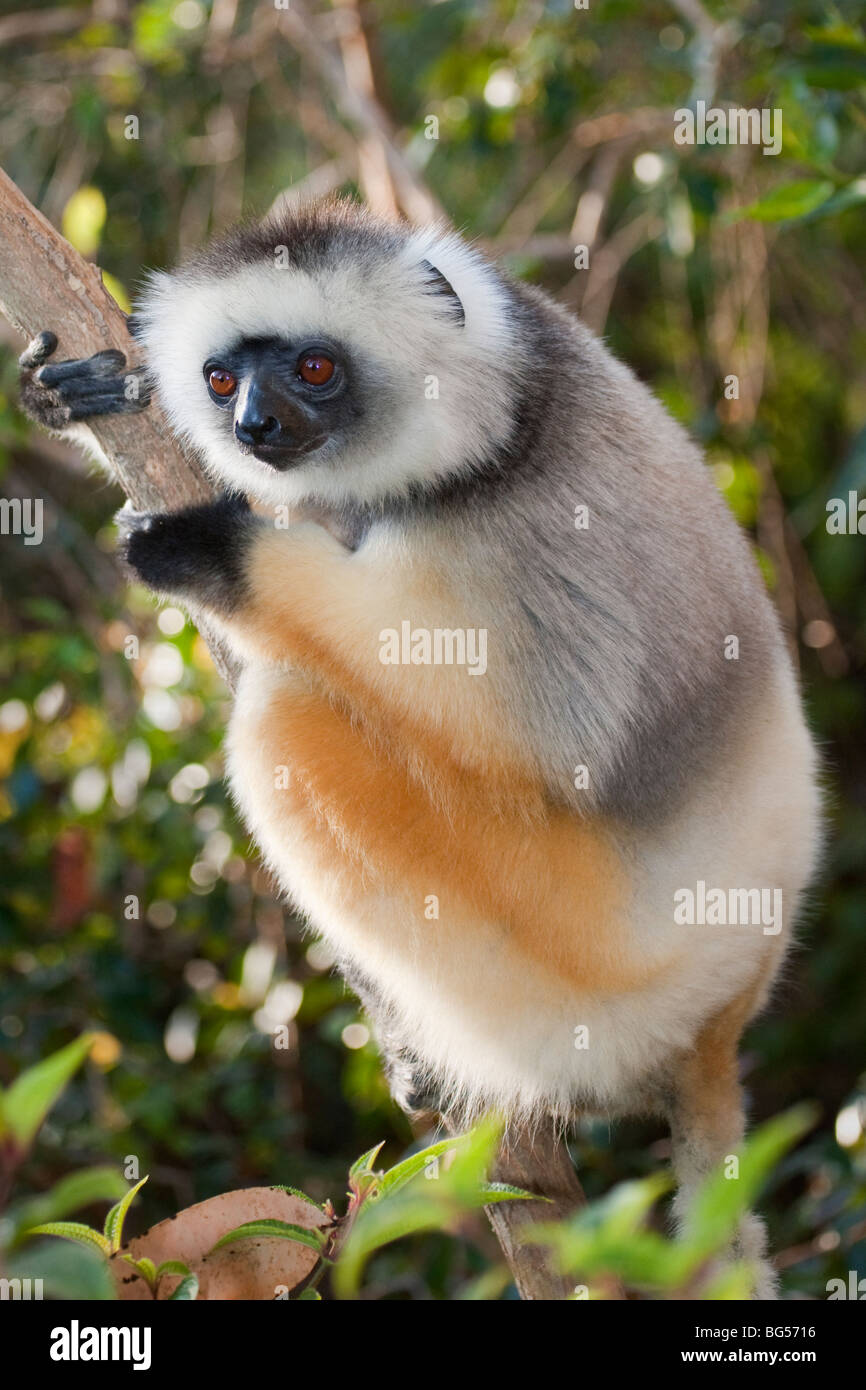 Diadem lemur hi-res stock photography and images - Alamy