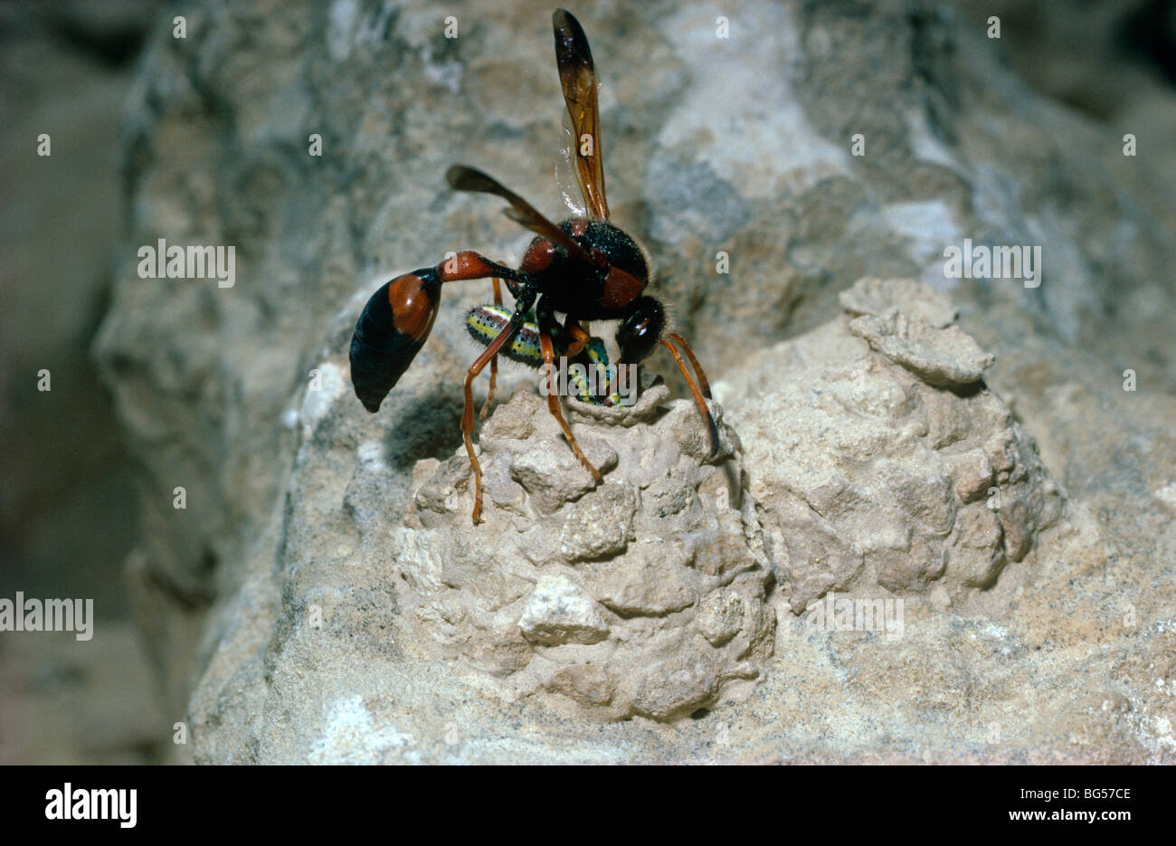 Potter wasp (Delta dimidiatipenne: Vespidae) stocking her mud pot nest ...