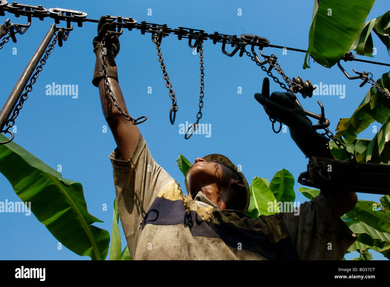 A young Colombian worker preparing the aircable for banana transport on ...