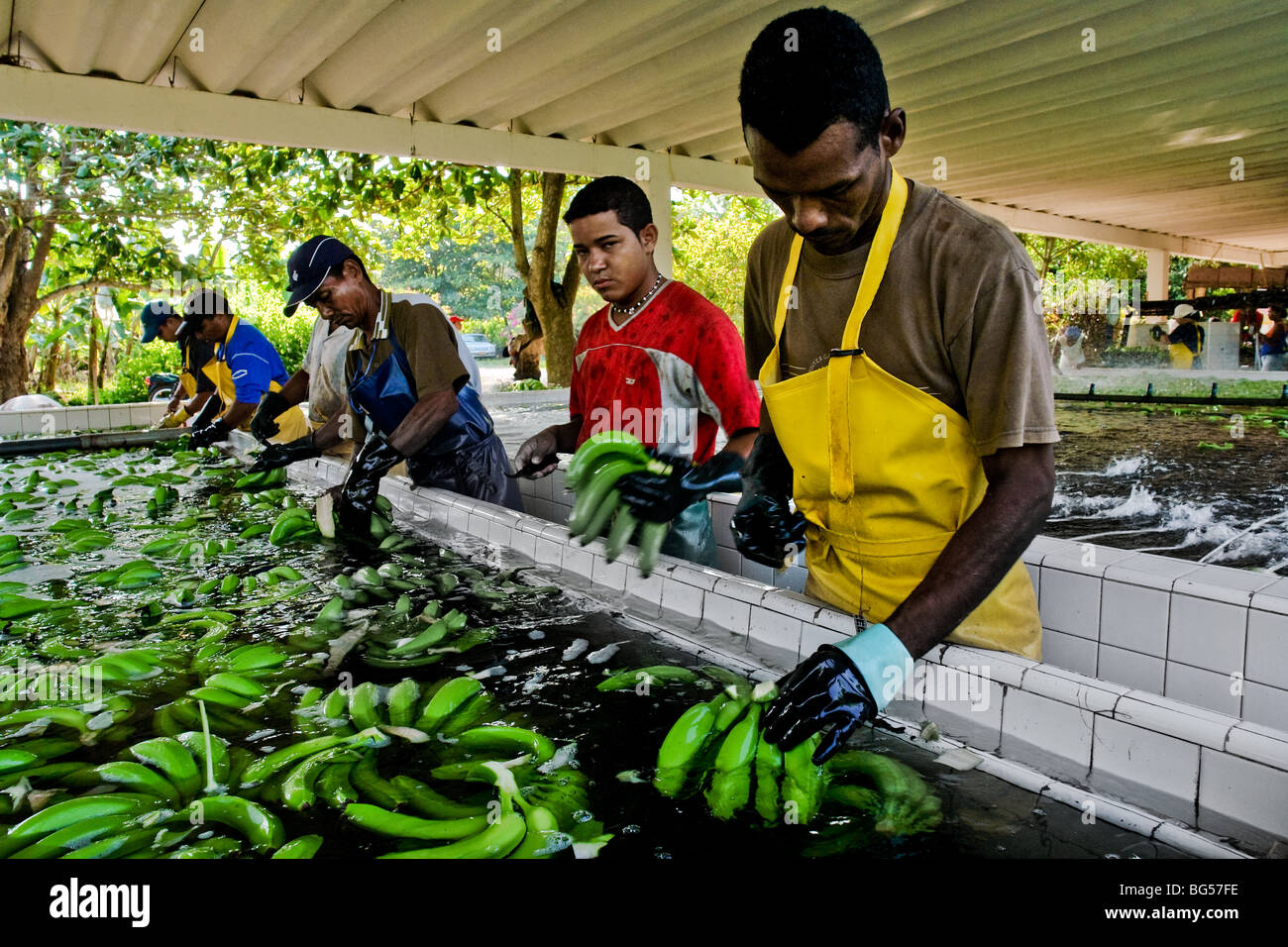 Colombian workers preparing bananas for packaging on the banana ...