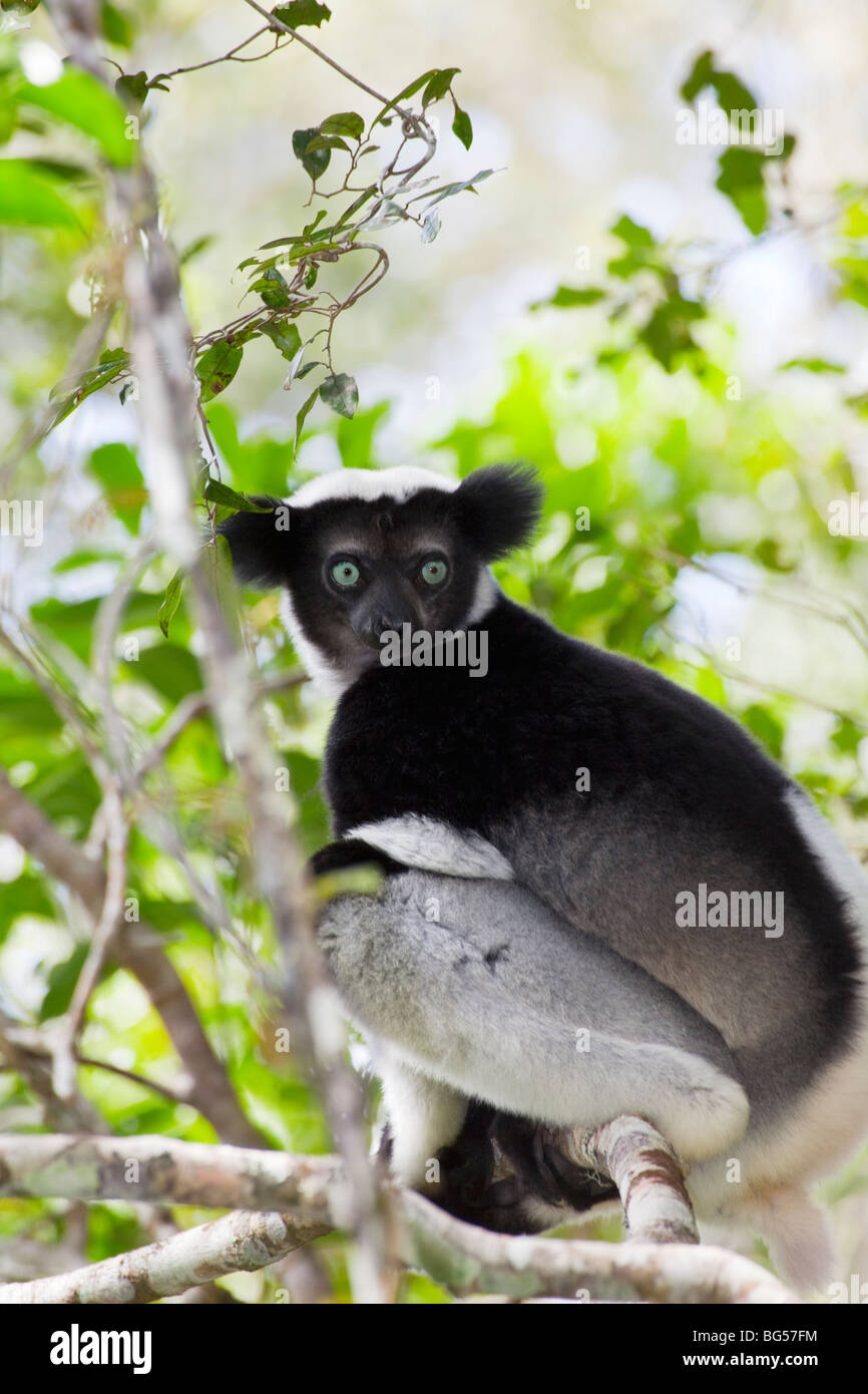 Indri largest lemur madagascar hi-res stock photography and images - Alamy