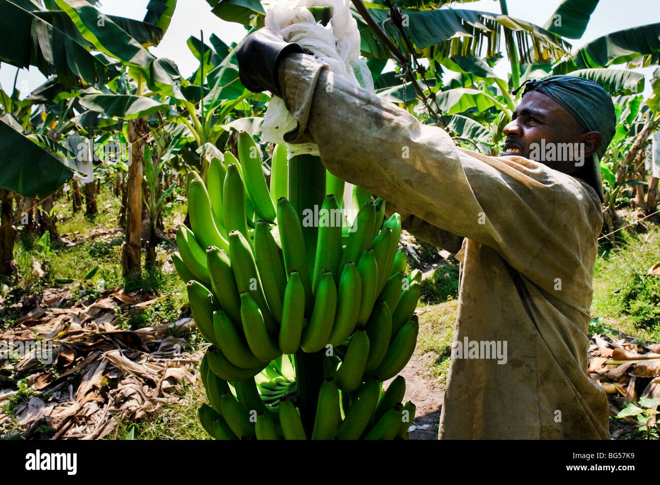 A Colombian worker checking the plastic protection cover on the banana ...