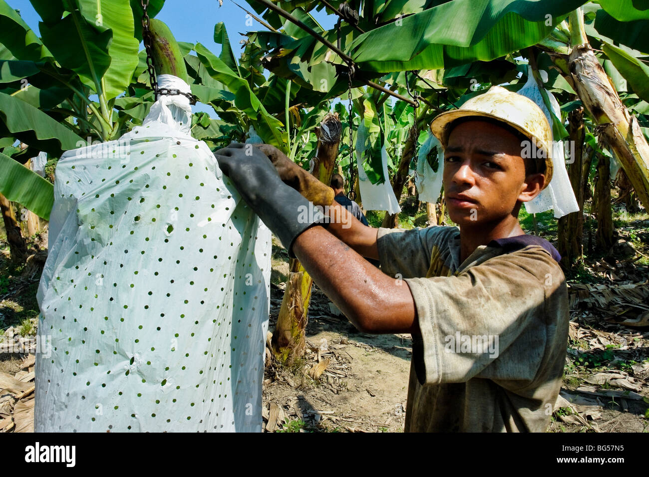 Banana plantation worker bag hi-res stock photography and images - Alamy