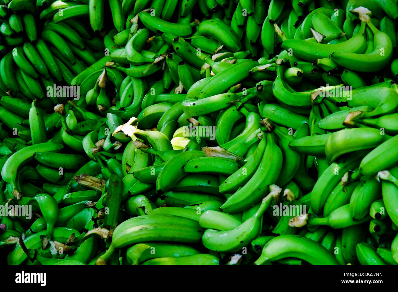 A heap of crude bananas on the banana plantation in Aracataca, Colombia ...
