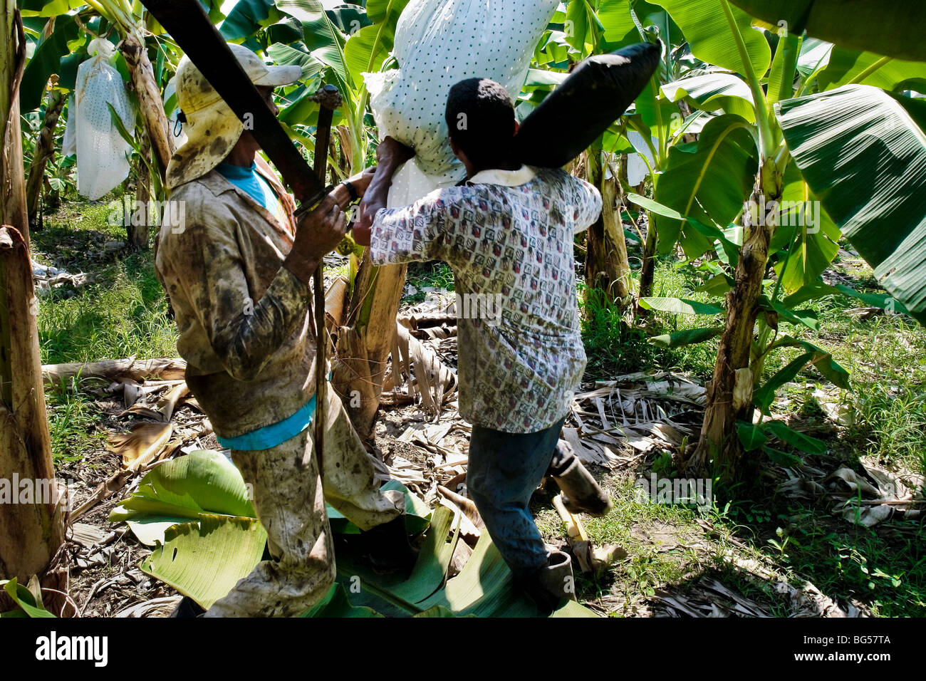 A Colombian worker cutting a bunch of crude bananas on the banana ...