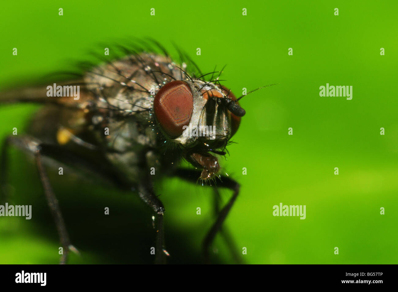 Macro photograph of a fly's head with green background Stock Photo - Alamy