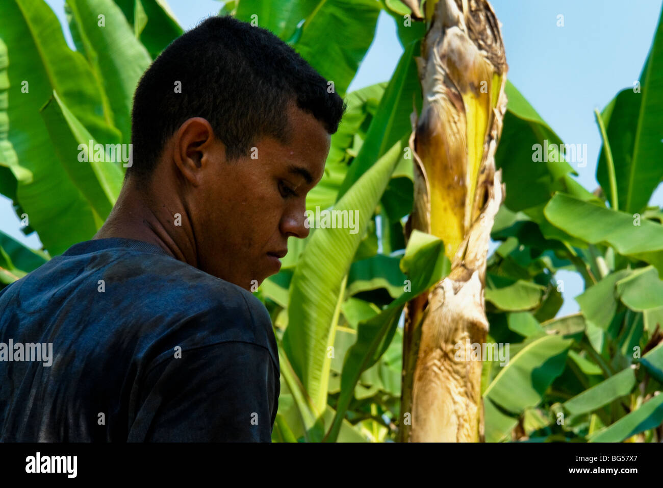 A young Colombian worker on the banana plantation in Aracataca ...