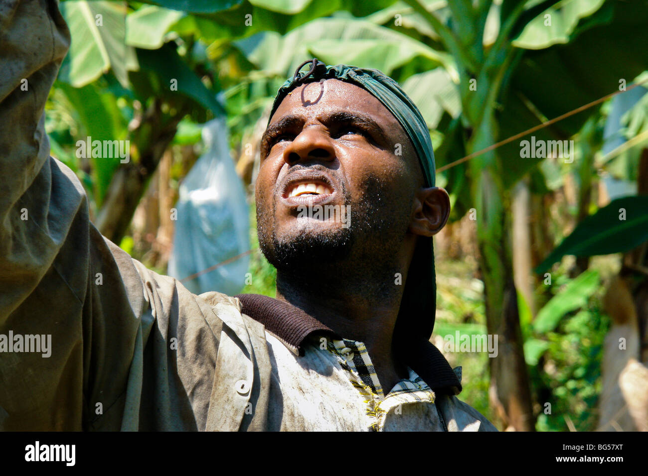 A Colombian worker checking the plastic protection cover on the banana ...