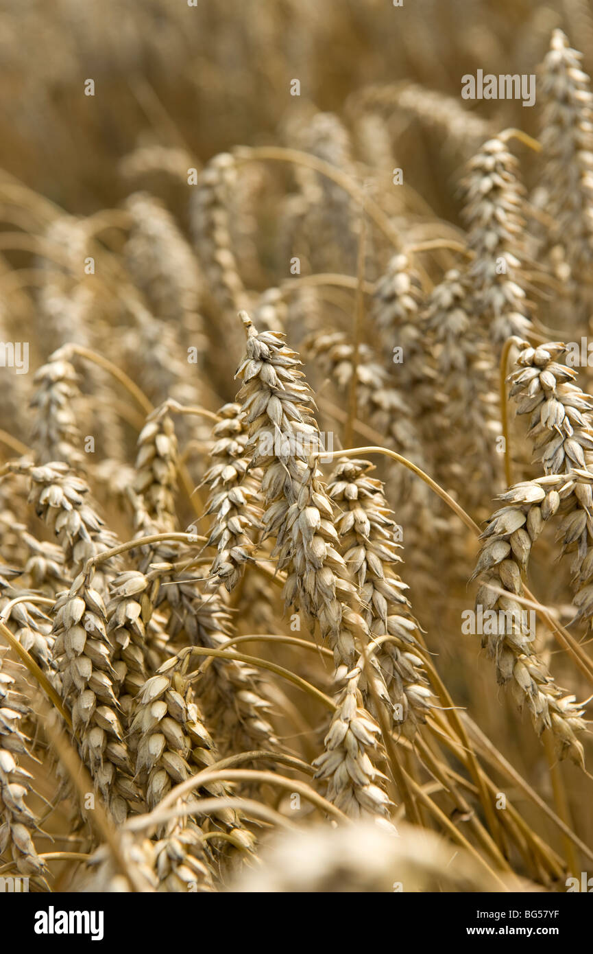 Wheat summer england hi-res stock photography and images - Alamy