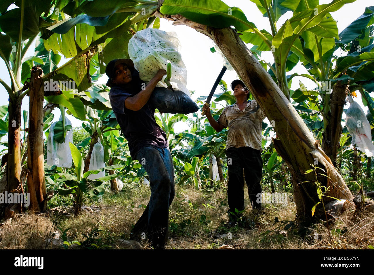 A young Colombian boy carrying a bunch of crude bananas on the banana ...