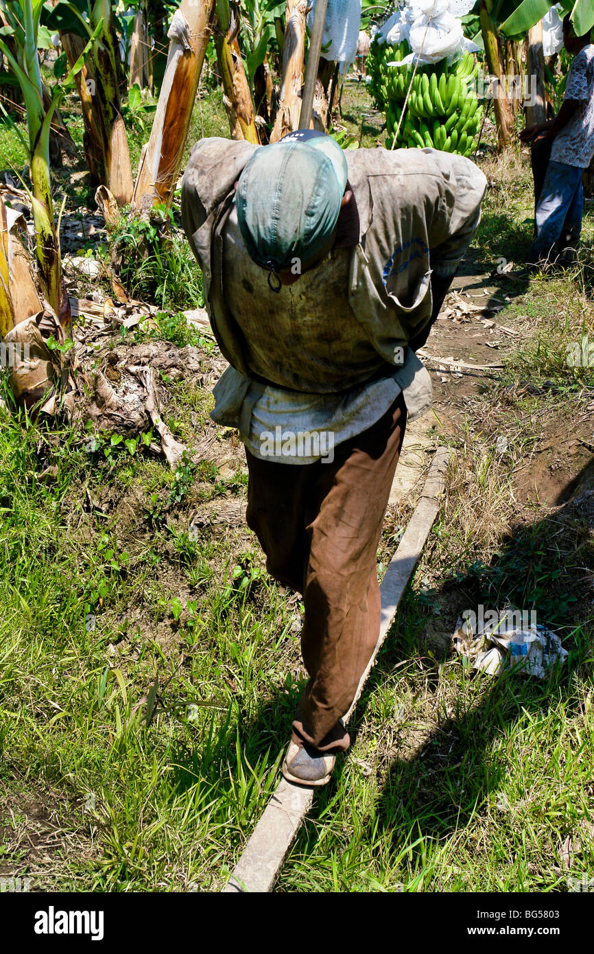 A Colombian worker pulling the aircable fully loaded with bananas on ...