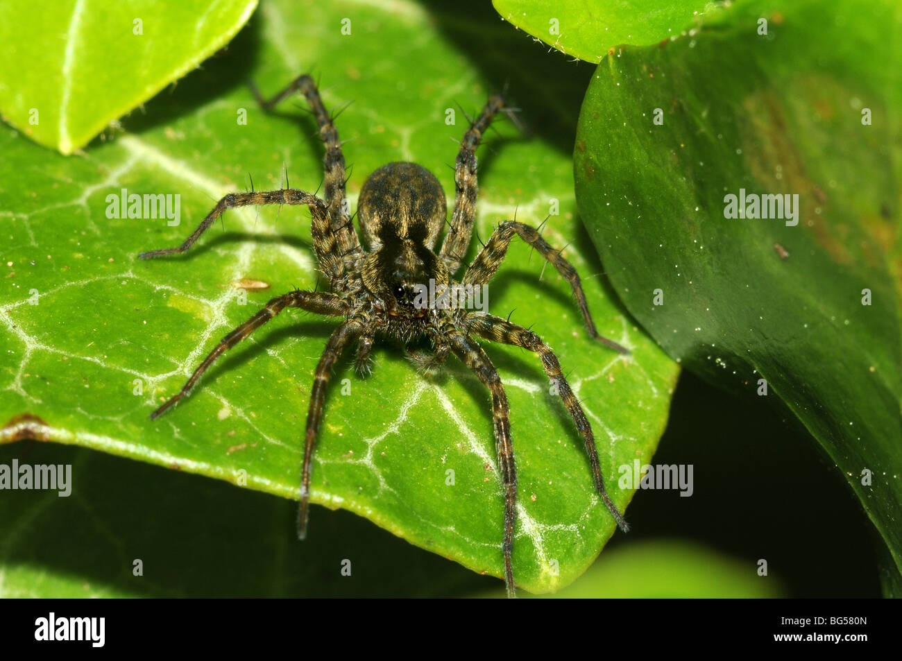 Wolf spider (lycosa spp) on ivy leaf Stock Photo - Alamy