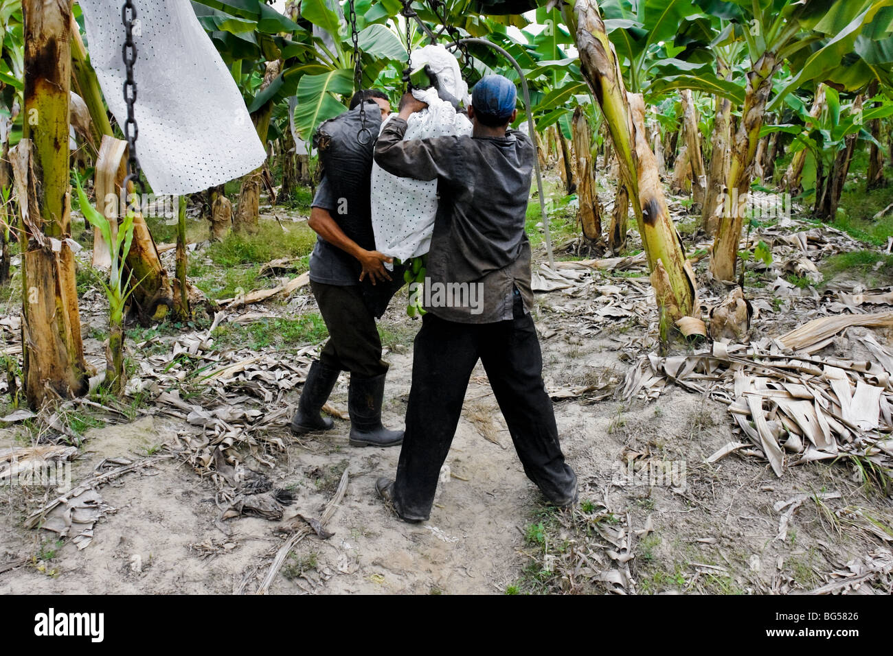 Young Colombian workers hanging up a bunch of bananas on the aircable ...