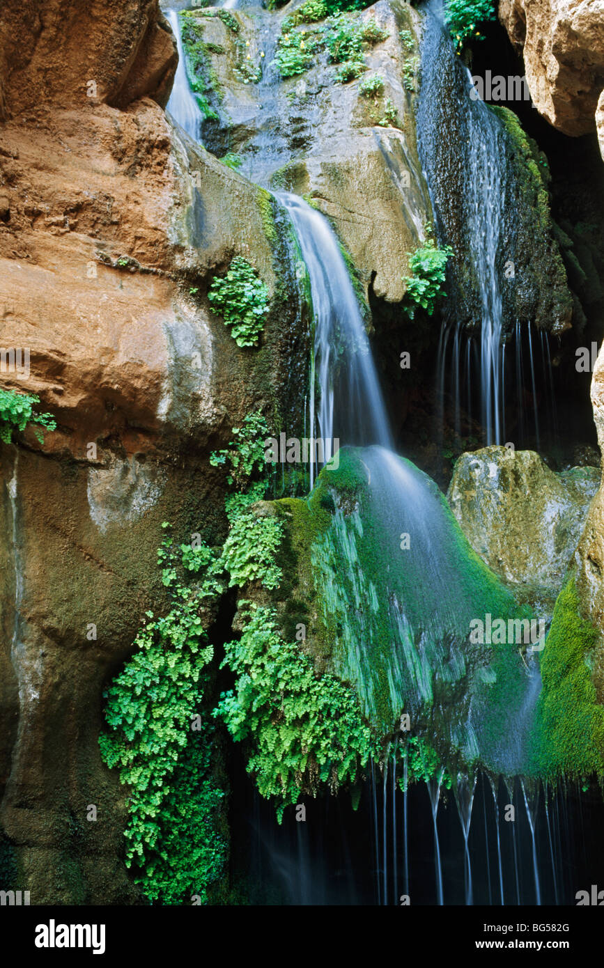 Waterfall, moss, and ferns along trickling waterfall in Elves Chasm ...