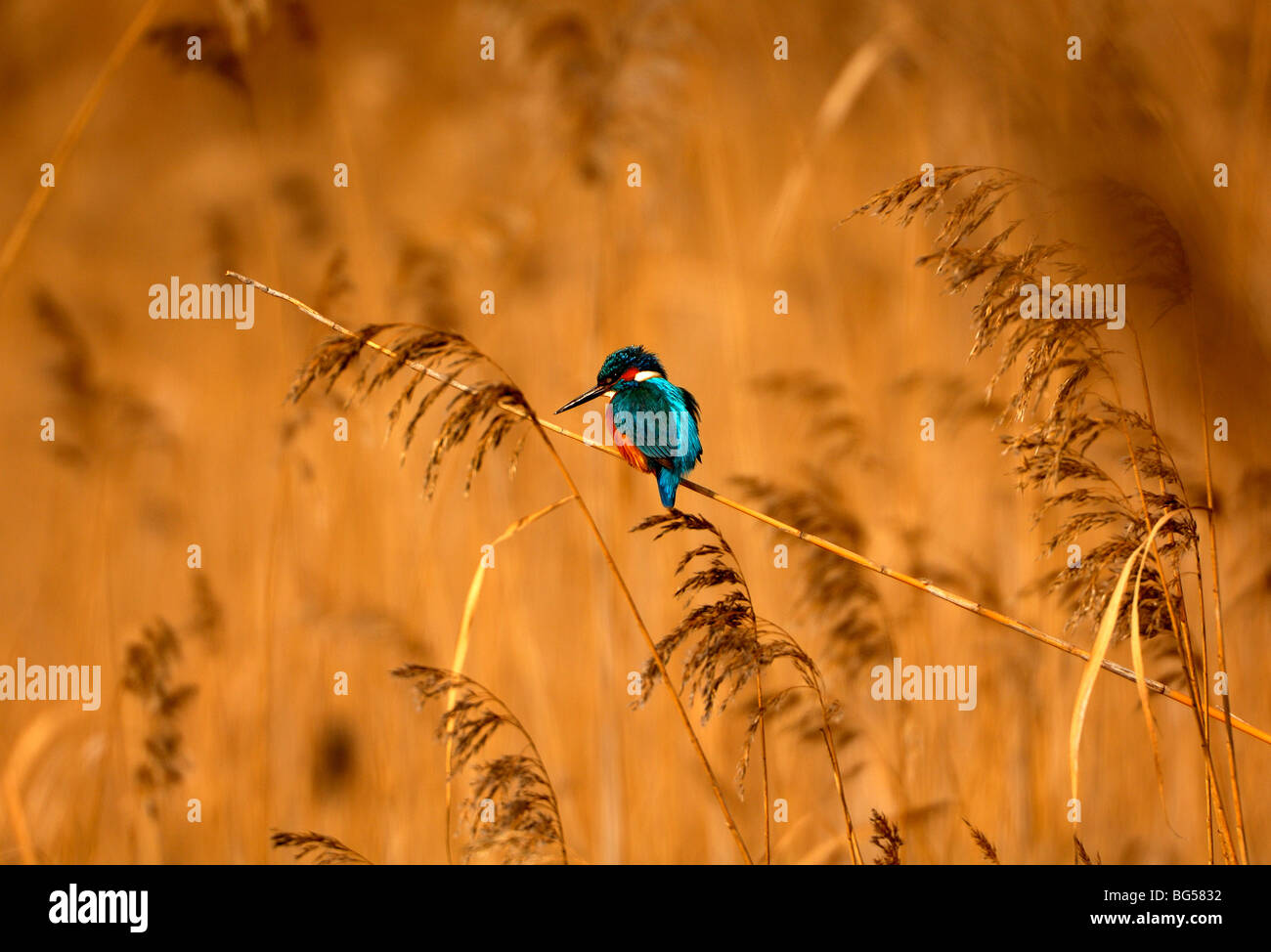 Watching for some prey hi-res stock photography and images - Alamy