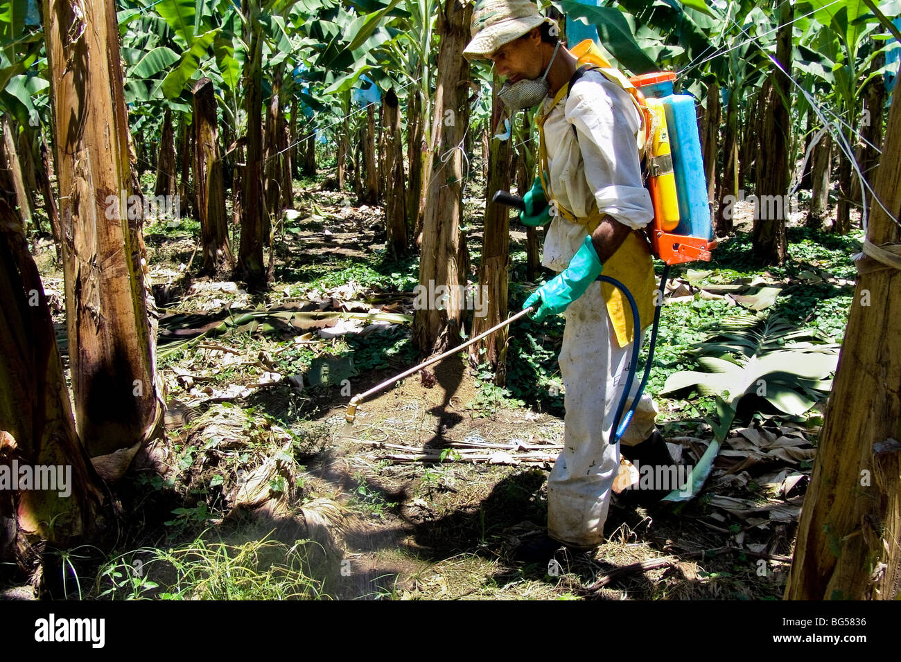 Pesticide sprayer caribbean hi-res stock photography and images - Alamy