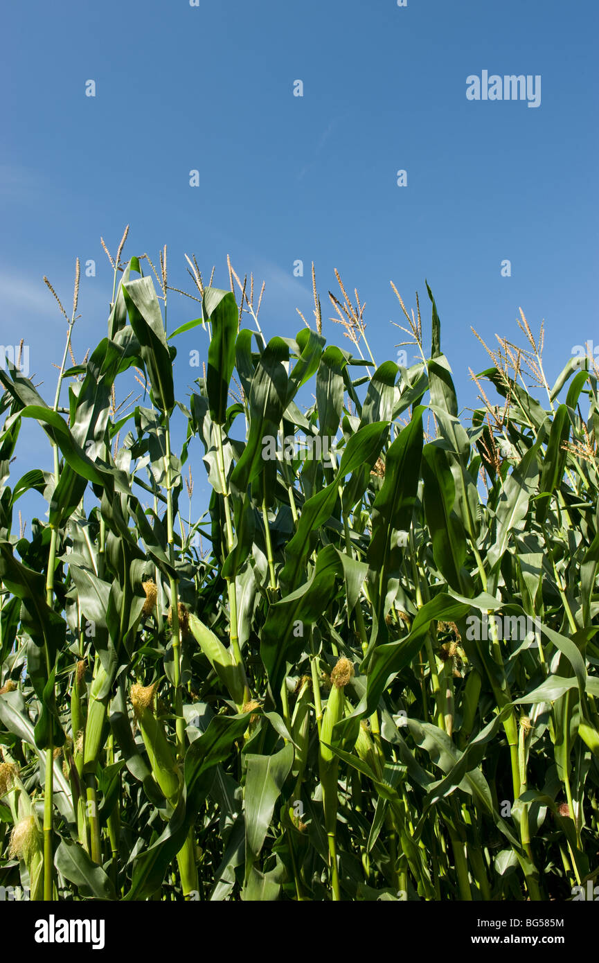 Maize Silk High Resolution Stock Photography and Images - Alamy
