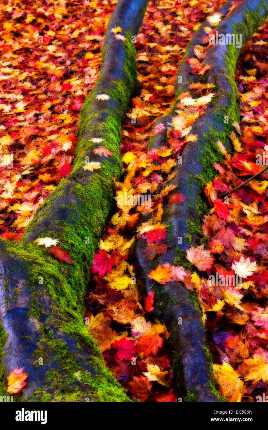 Fall season colour hi-res stock photography and images - Alamy
