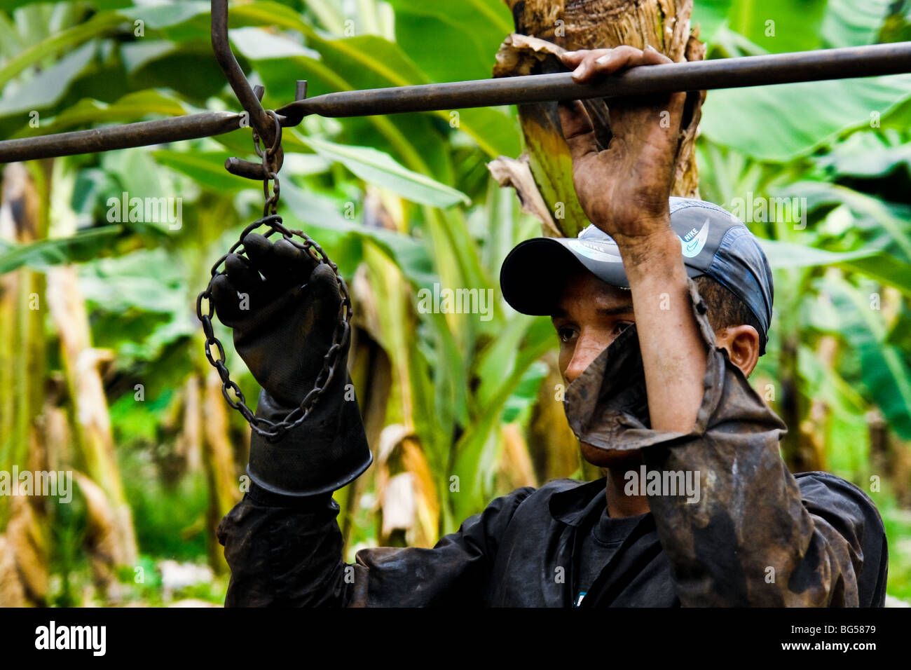 A young Colombian worker preparing the aircable for banana transport on ...