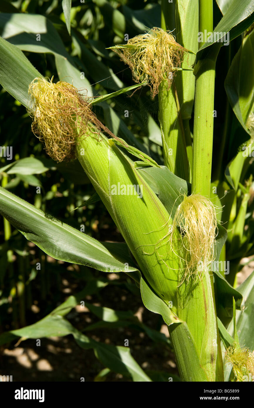 Maize harvest uk hi-res stock photography and images - Alamy
