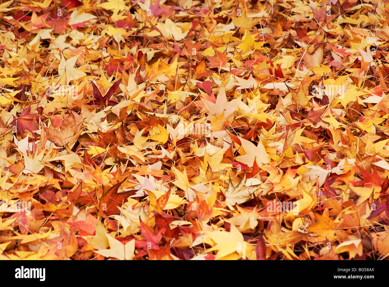 Foliage texture hi-res stock photography and images - Alamy