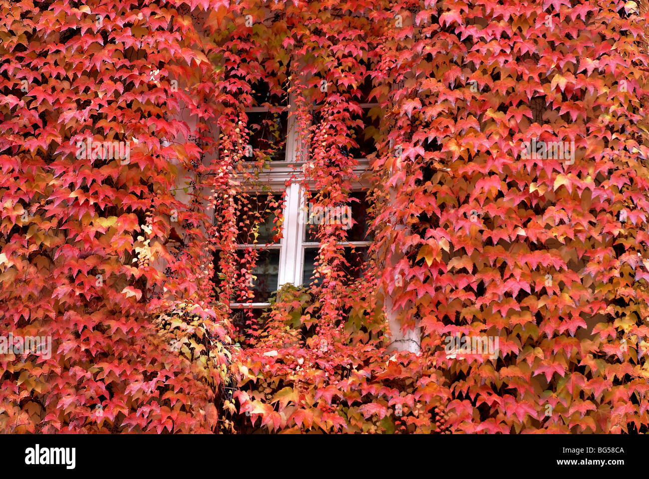 Typical german window covered with colorful red foliage in Autumn Stock ...