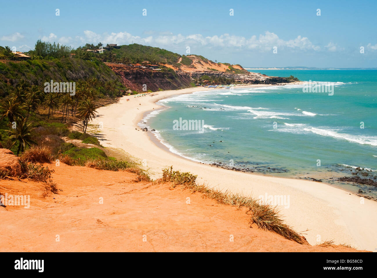 Brazil trees hi-res stock photography and images - Alamy