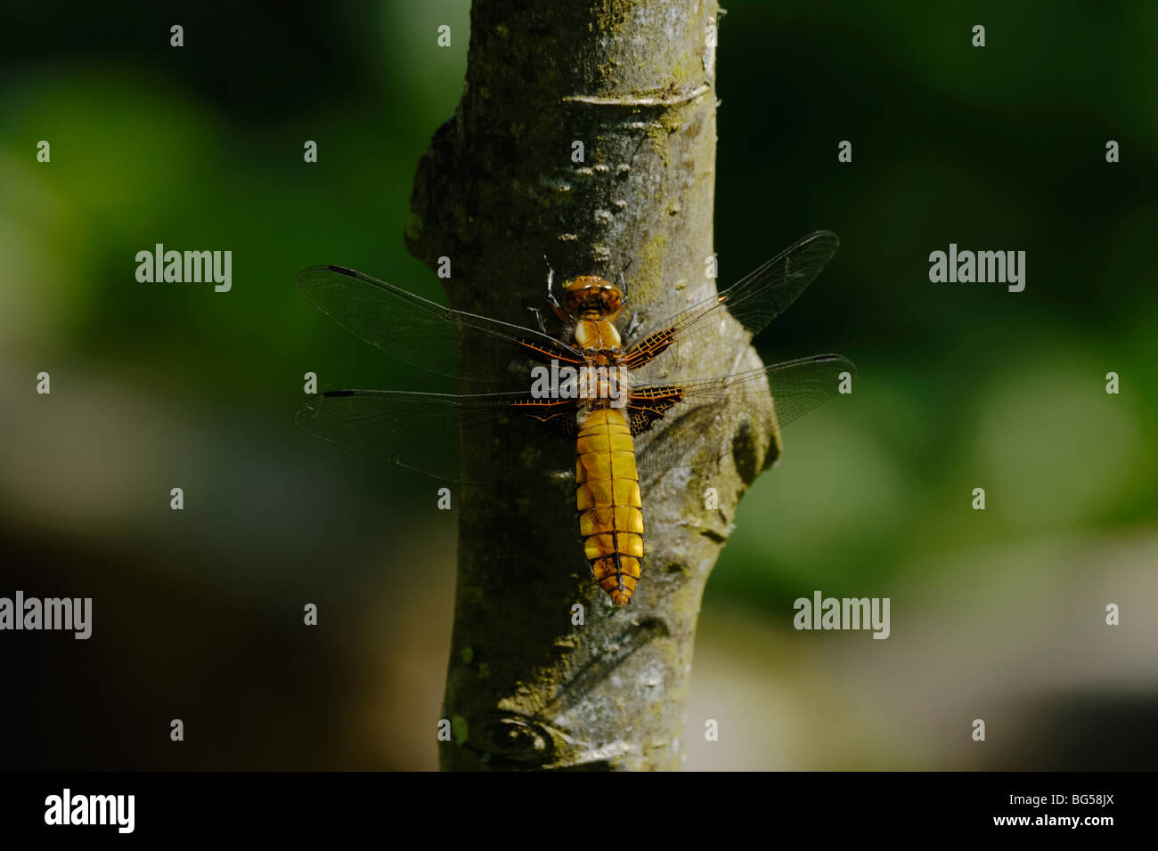 Welsh insects hi-res stock photography and images - Alamy
