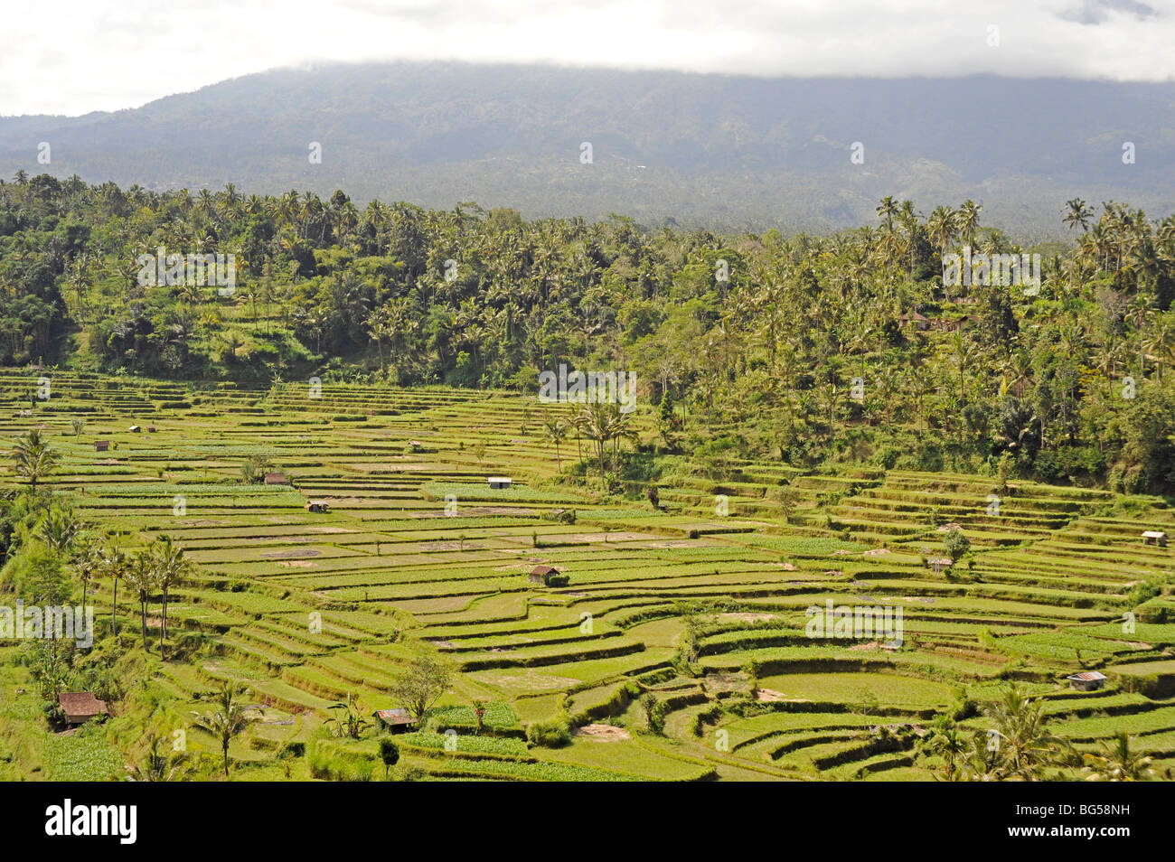 Mahagiri rice terrace hi-res stock photography and images - Alamy