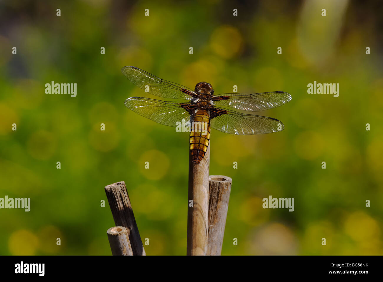 Libellula depressa, Broad Bodied Chaser dragonfly, Wales, UK Stock ...