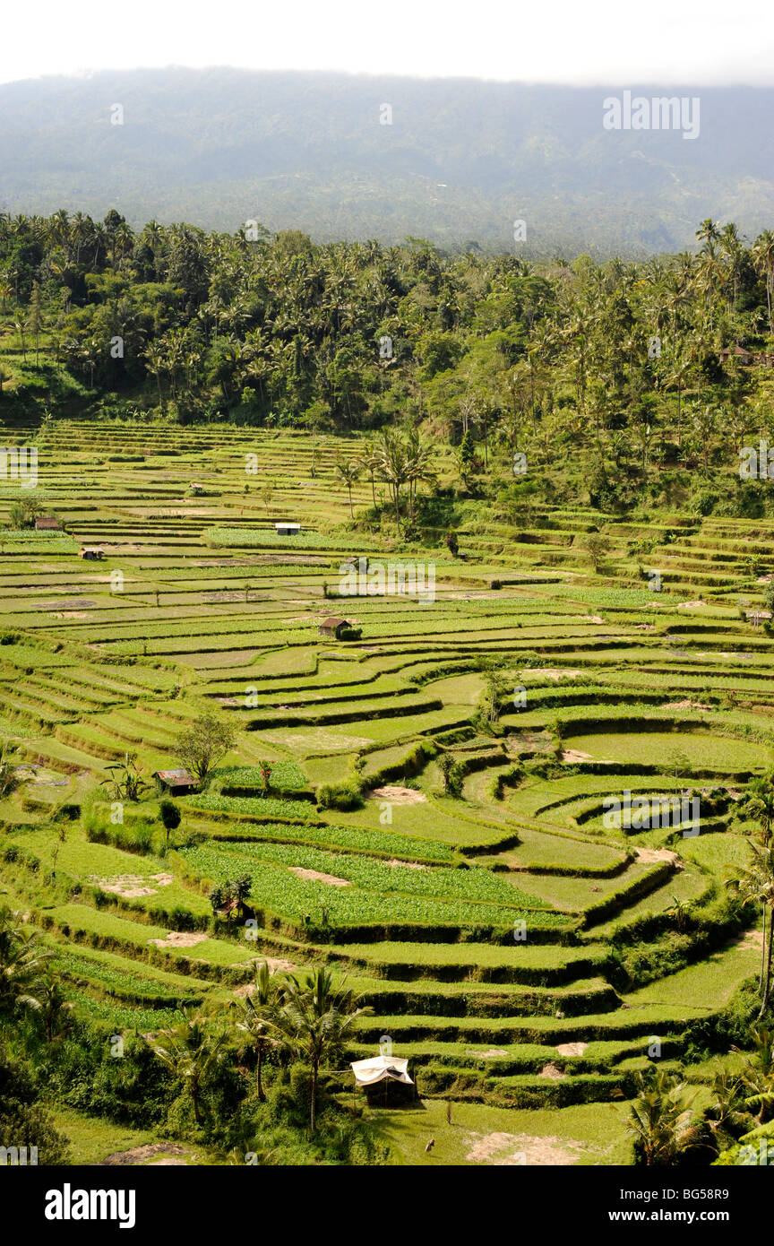Terrace rice field view from Rendang near Besakih,Karangasen Bali ...