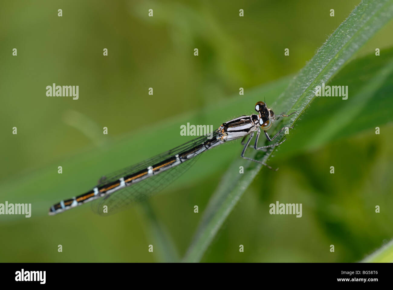 Enellagma cyathigerum, Common blue damselfly female, Wales, UK Stock ...