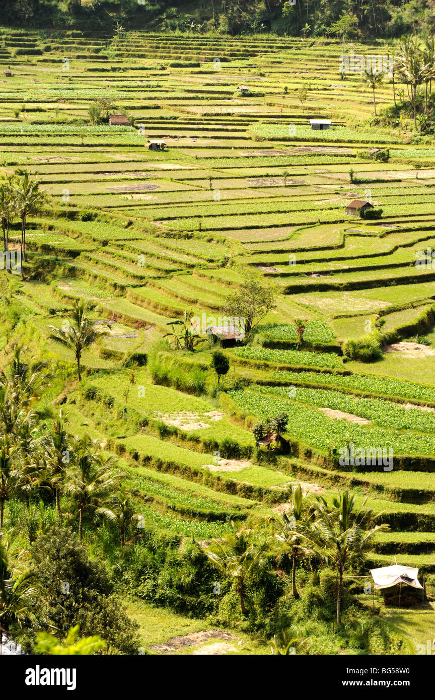 Terrace rice field view from Rendang near Besakih,Karangasen Bali ...