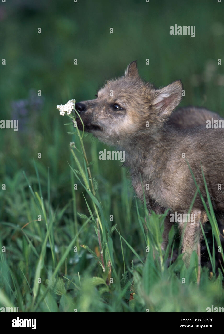 Wolf Sniffing High Resolution Stock Photography and Images - Alamy