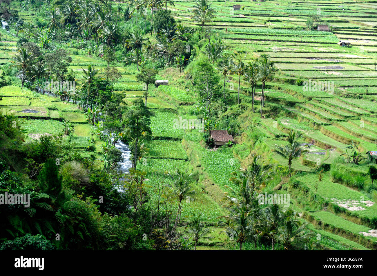 Terrace rice field view from Rendang near Besakih,Karangasen Bali ...