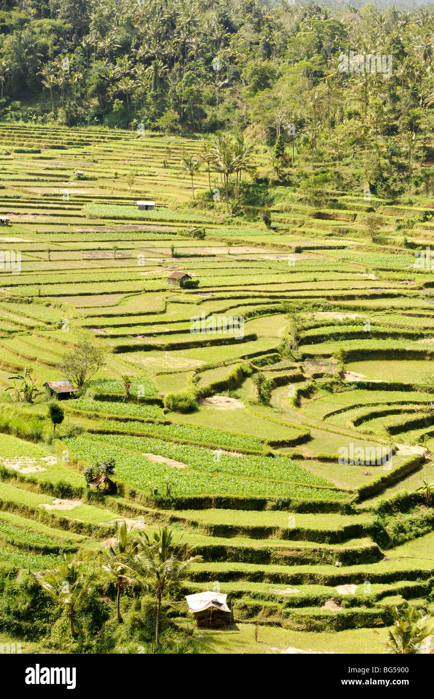 Mahagiri rice terrace hi-res stock photography and images - Alamy