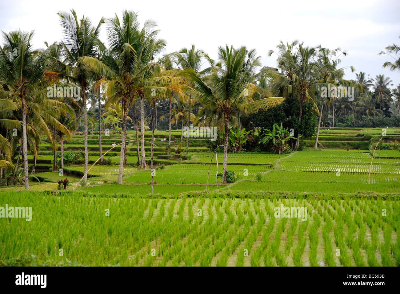 Terrace rice field near Ubud, Bali, Indonesia Stock Photo - Alamy