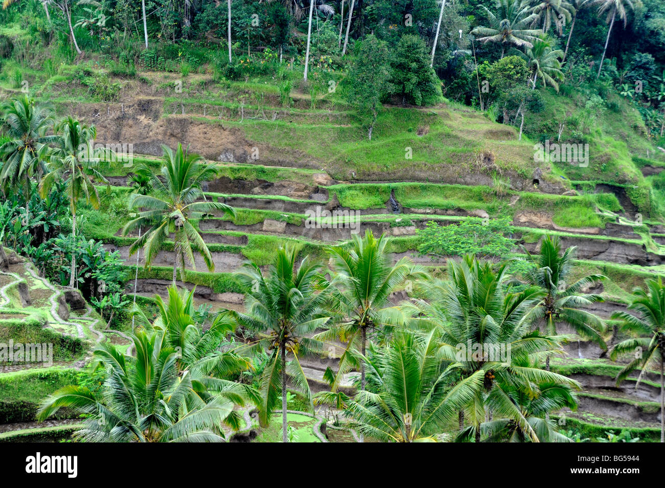 Tegalalang terrace rice field near Ubud, Bali, Indonesia Stock Photo ...