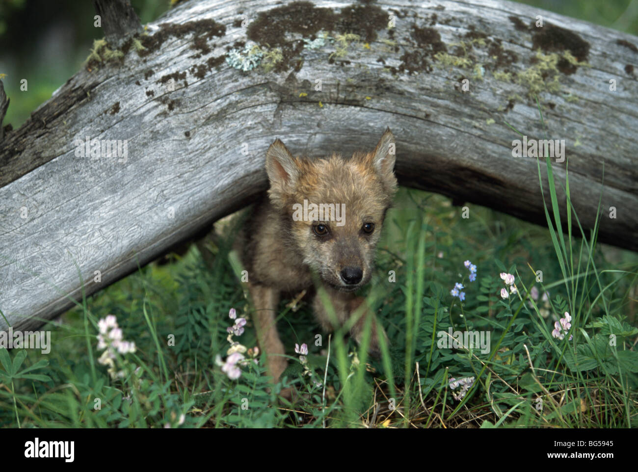 Creatures under logs hi-res stock photography and images - Alamy