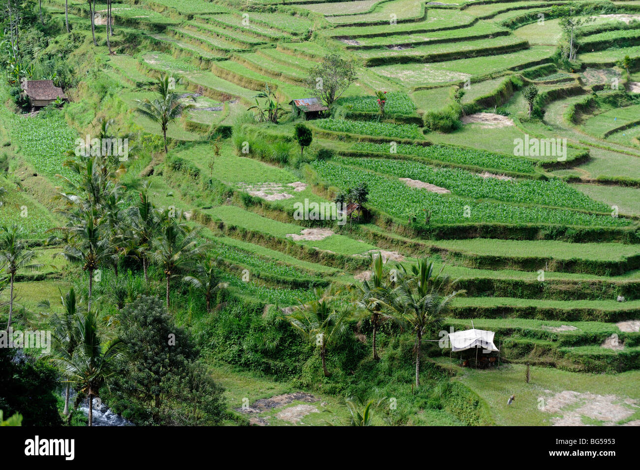 Mahagiri restaurant hi-res stock photography and images - Alamy