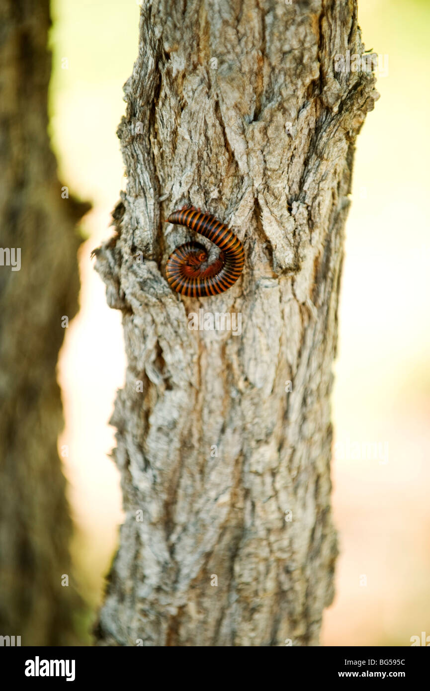 A Shongololo, or a giant South African Millipede curls up on the bark ...