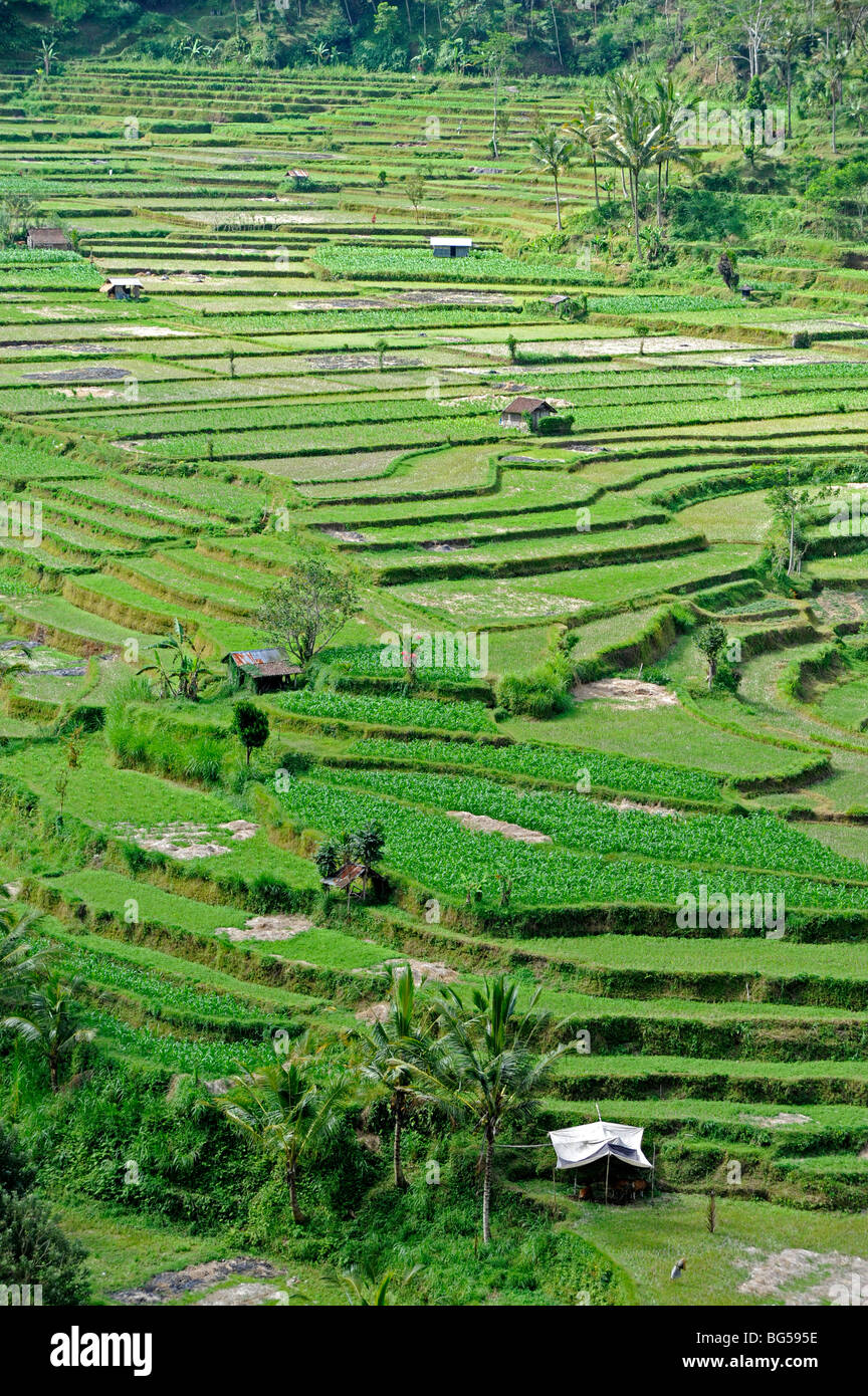 Mahagiri rice terrace hi-res stock photography and images - Alamy