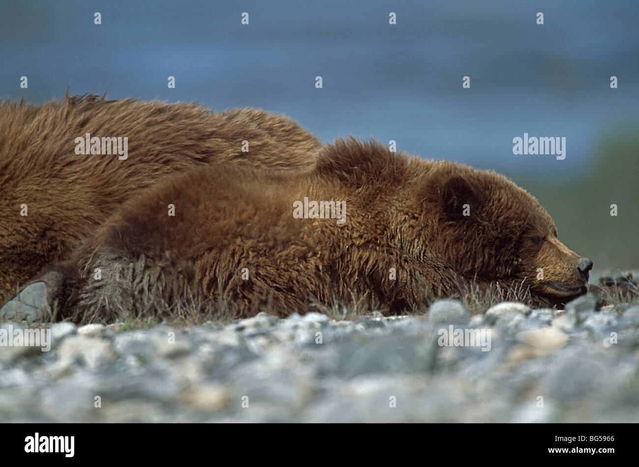 Brown bear ursus laying down hi-res stock photography and images - Alamy