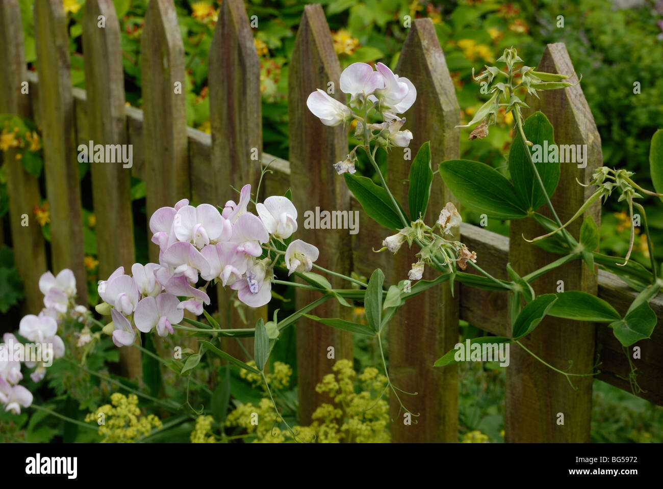 Broad leaved Everlasting Pea, Lathyrus latifolius climbing through a ...