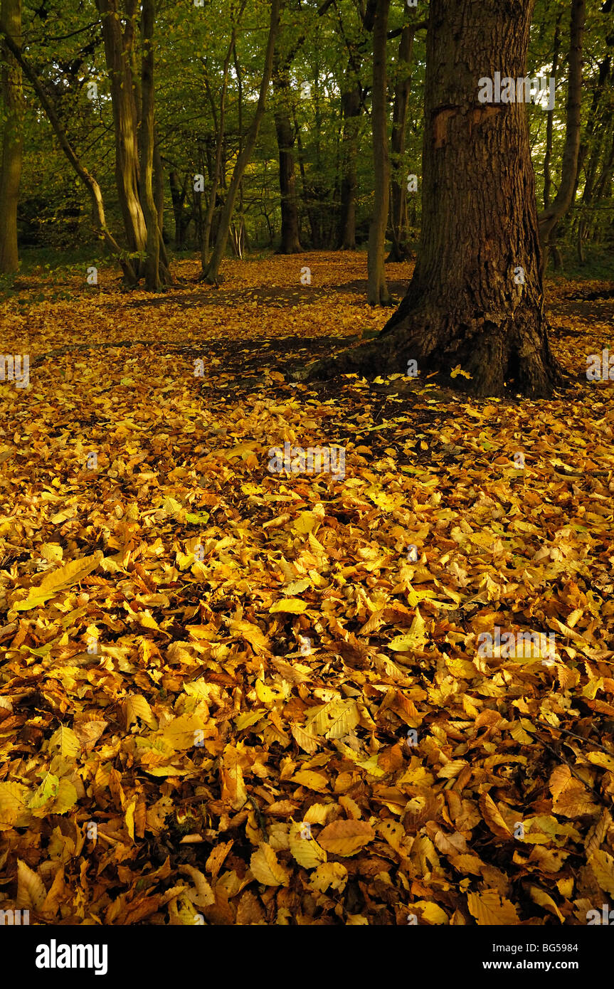 Floor full of leaves hi-res stock photography and images - Alamy