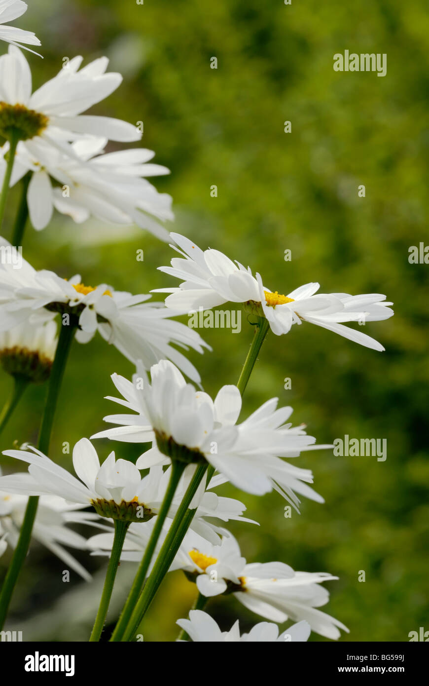 Shasta Daisy flowers, Leucanthemum maximum Stock Photo - Alamy